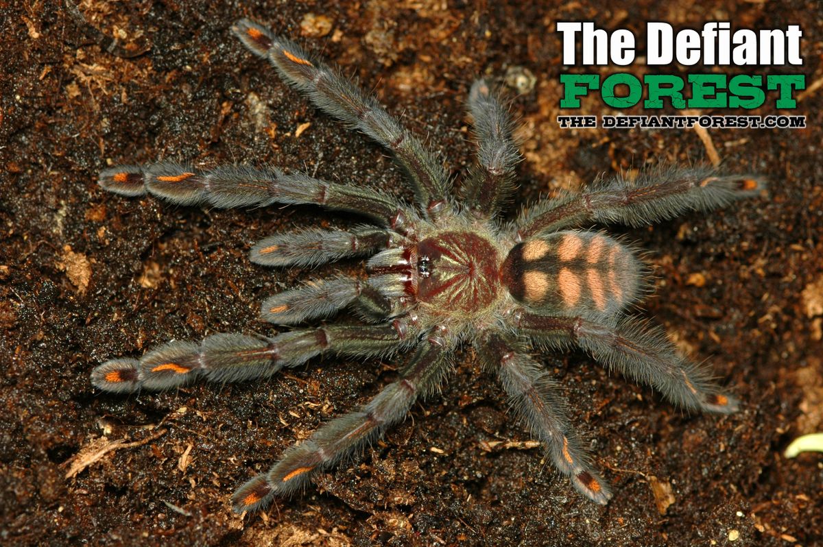 Venezuelan Sun Tiger Tarantula Psalmopoeus Irminia